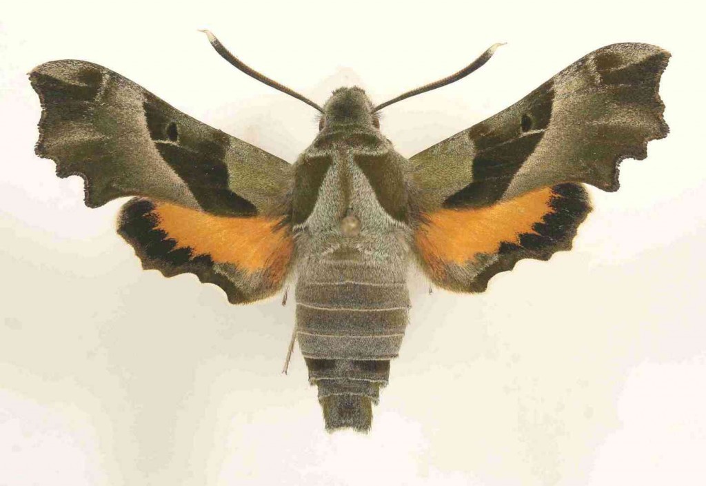 Proserpinus proserpina – Les Sphingidae de France