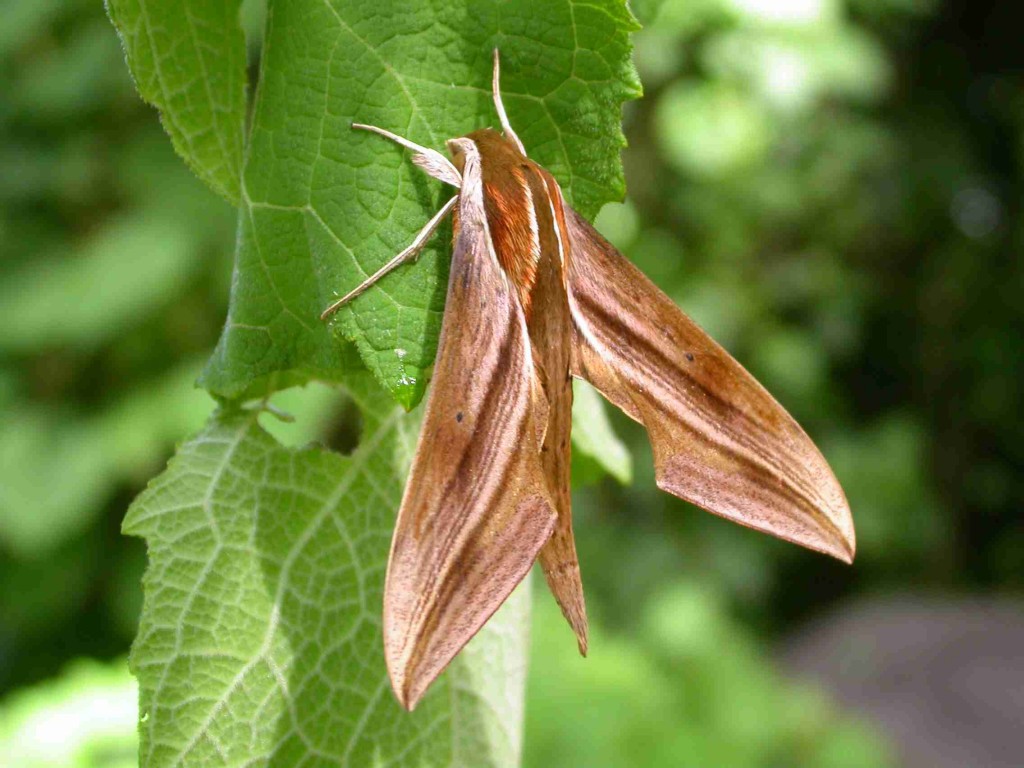 The family Sphingidae – Sphingidae of France