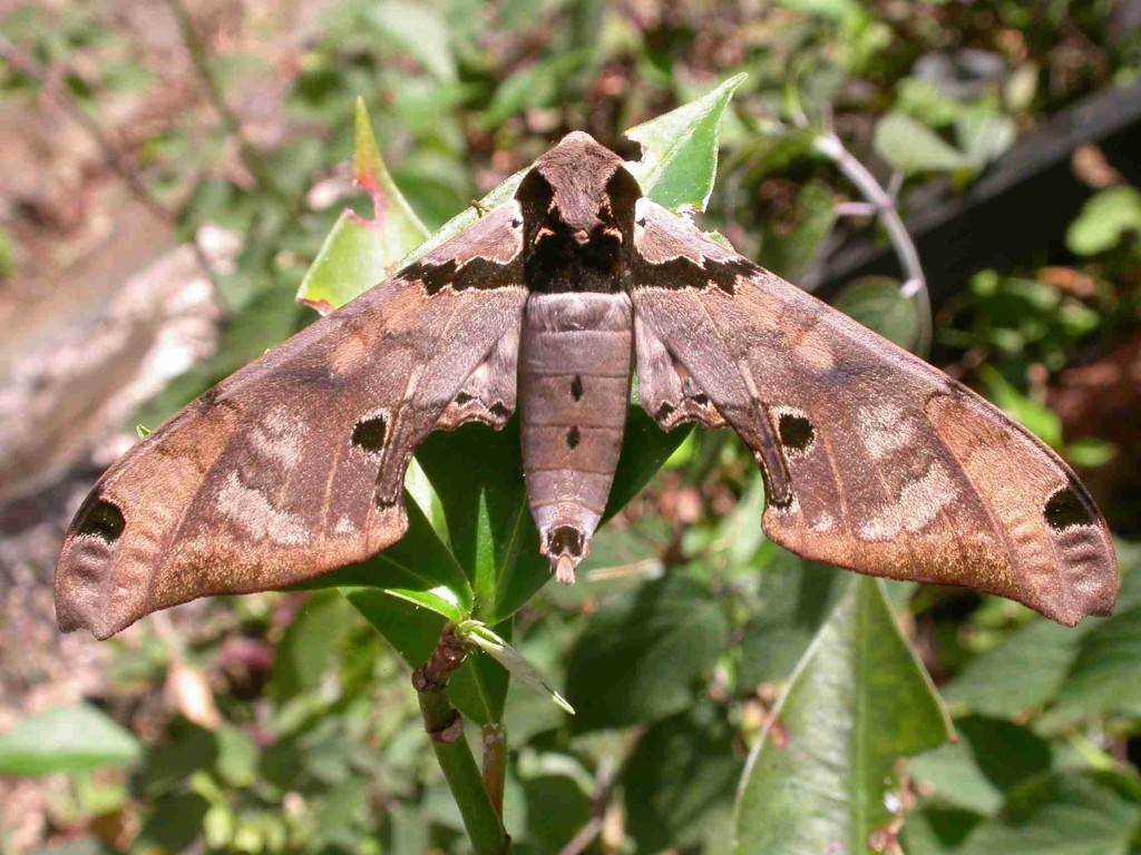 The family Sphingidae – Sphingidae of France