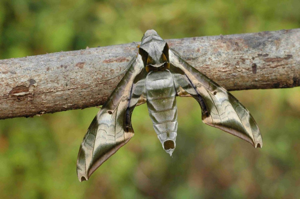 The family Sphingidae – Sphingidae of France