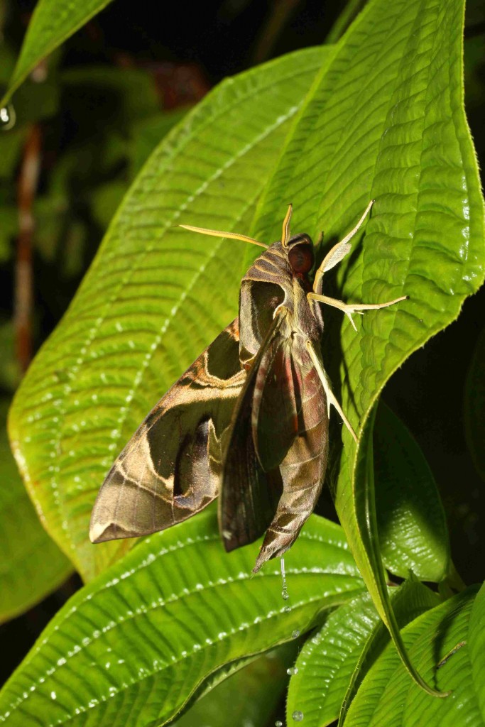 The family Sphingidae – Sphingidae of France