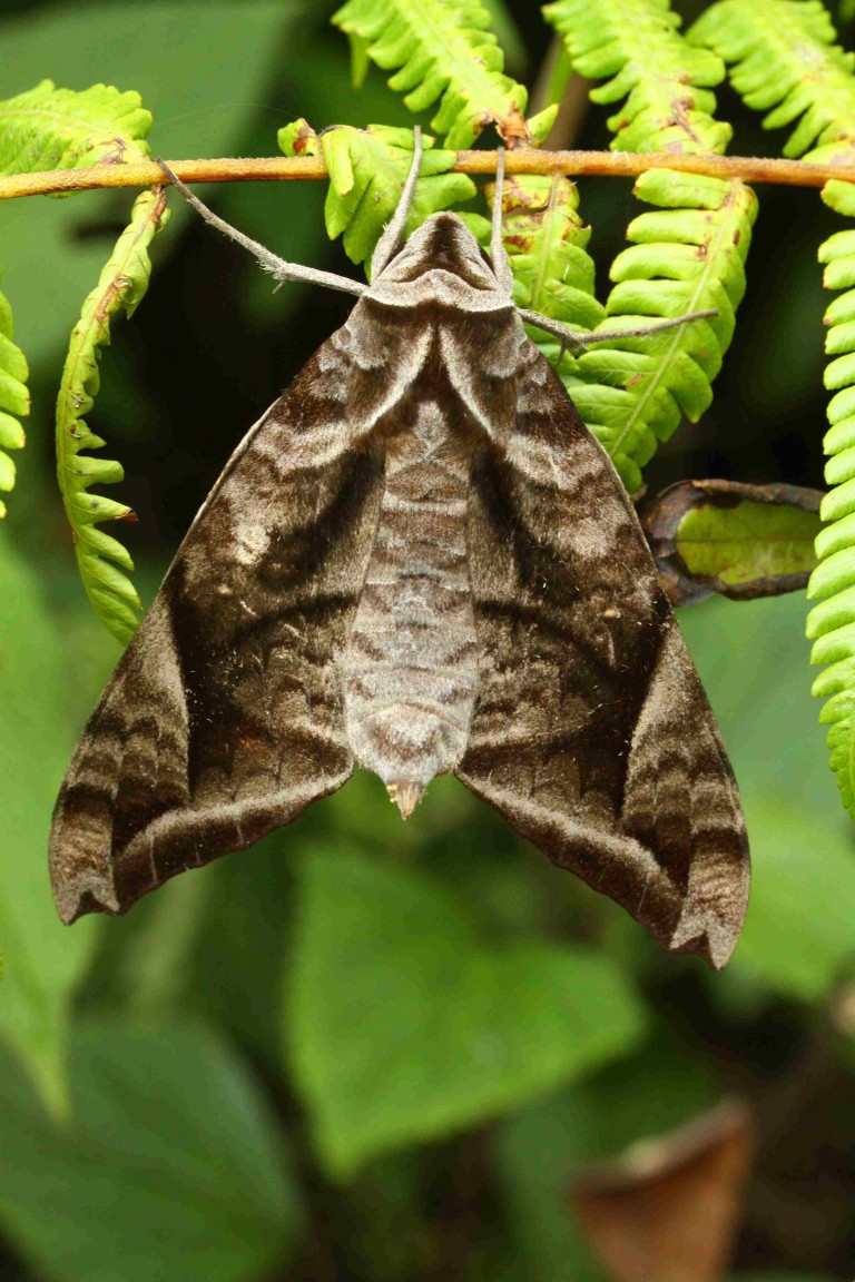The family Sphingidae – Sphingidae of France