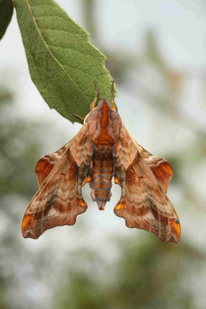 The family Sphingidae – Sphingidae of France