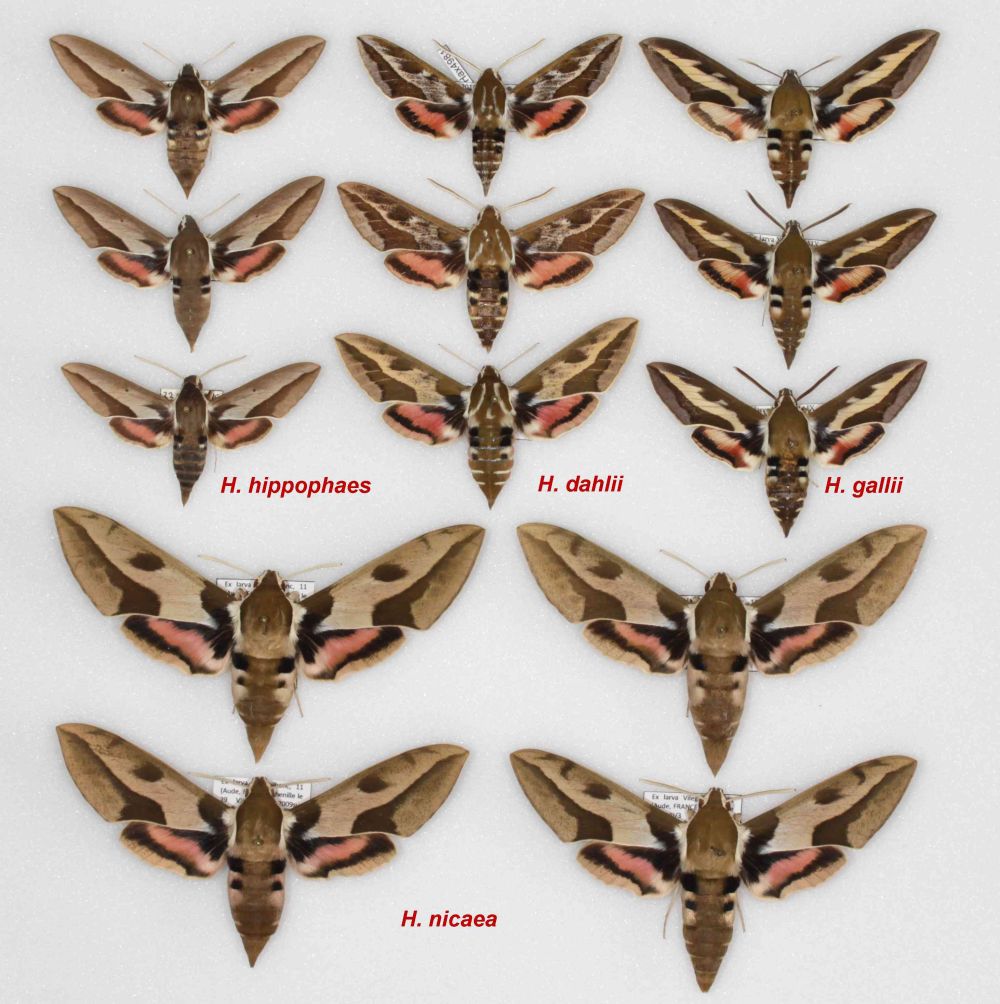 Newsletter n°2 Comment déterminer un Hyles de France – Les Sphingidae ...