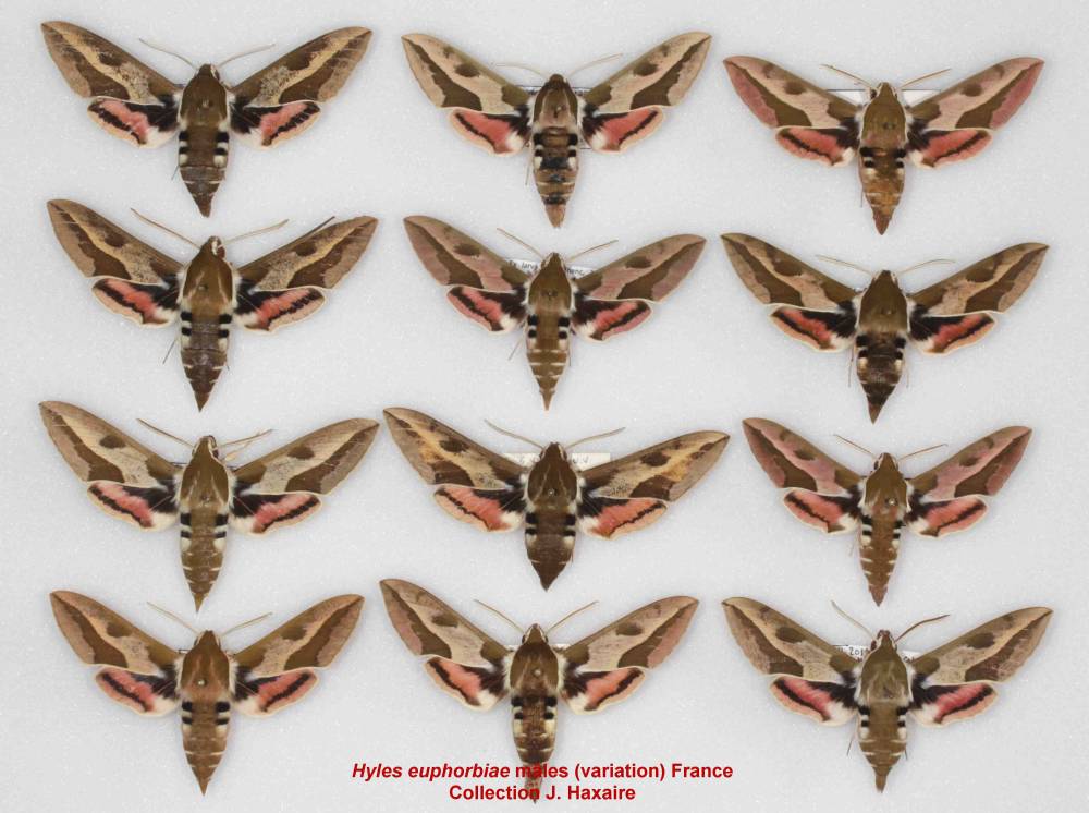 Newsletter n ° 2 How to determine a Hyles of France – Sphingidae of France